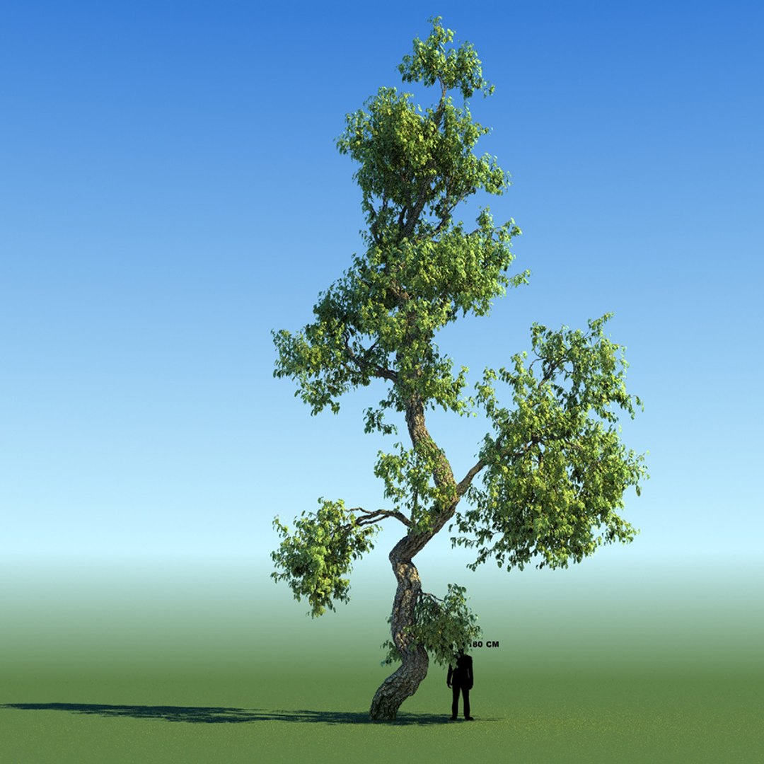 3d model broadleaf leaf tree