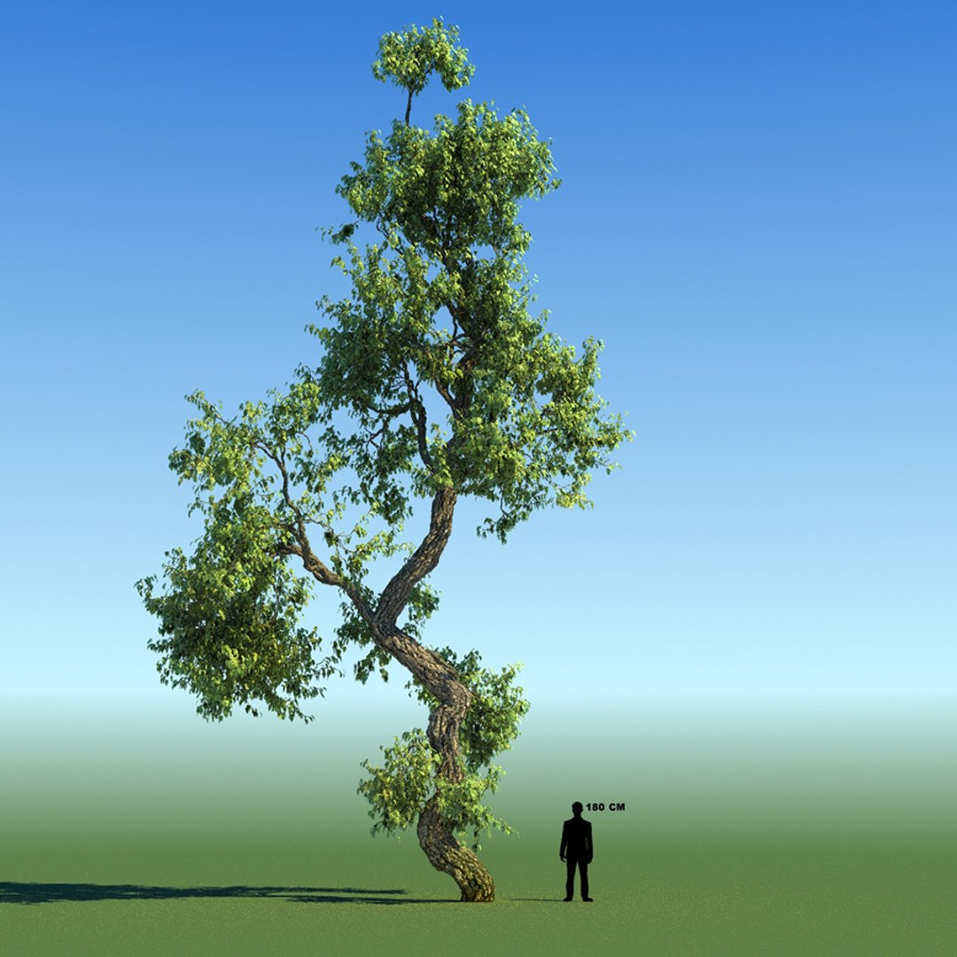 3d model broadleaf leaf tree