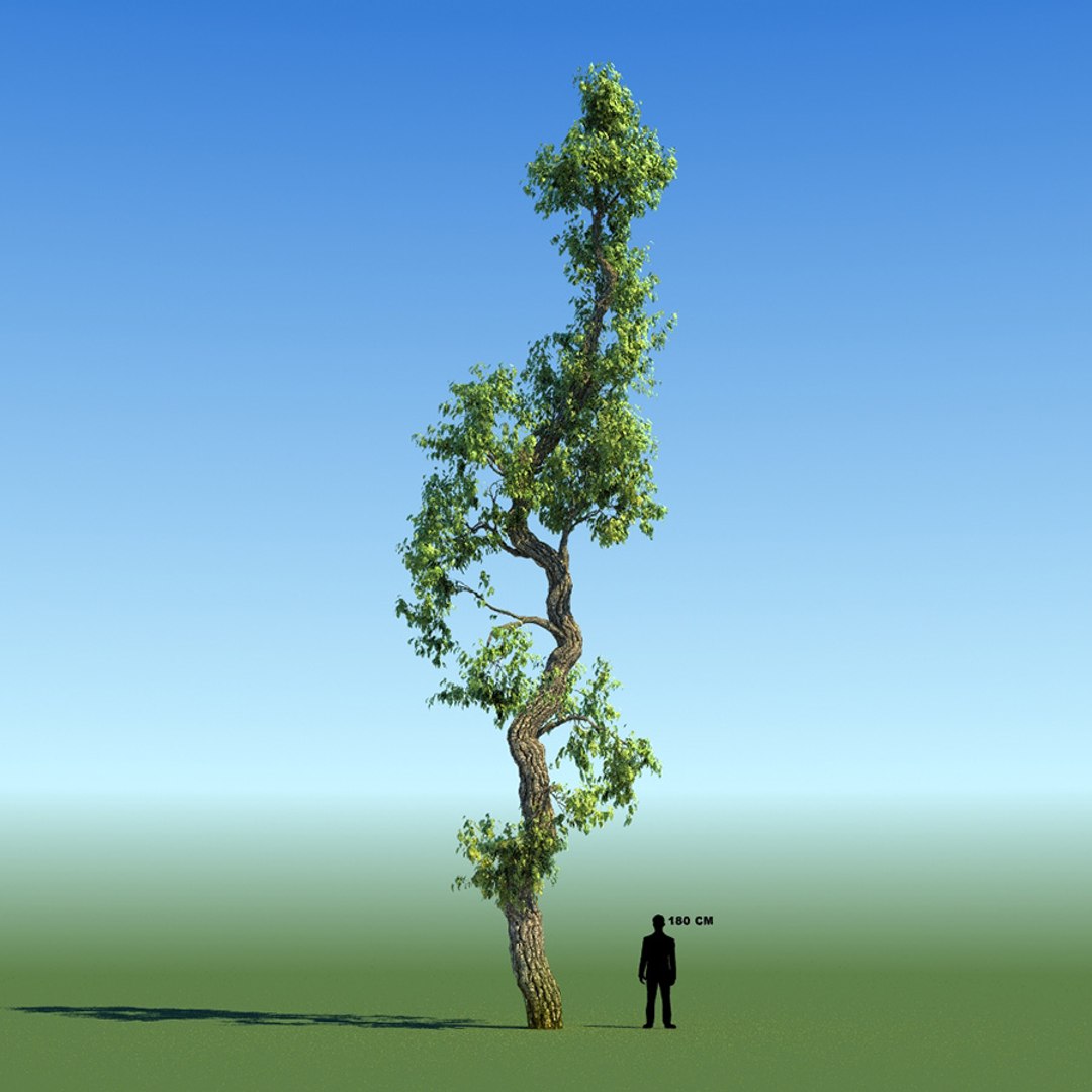 3d model broadleaf leaf tree