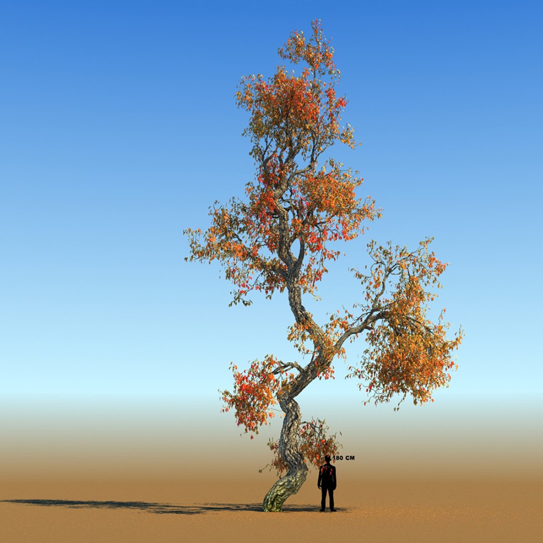 3d model broadleaf leaf tree