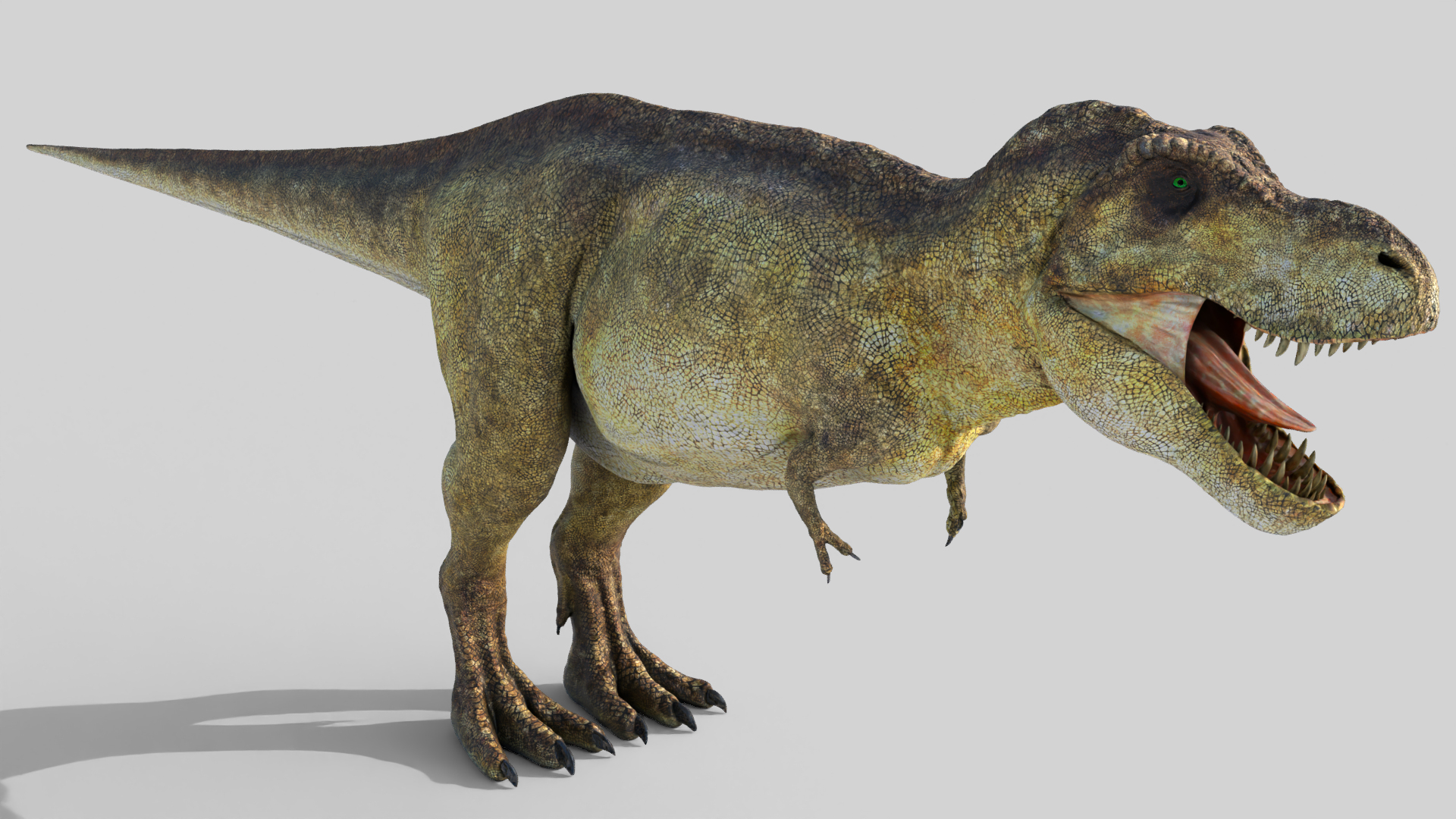 3D Tyrannosaurus Rex T-Rex Anatomically Accurate Model - TurboSquid 2392068