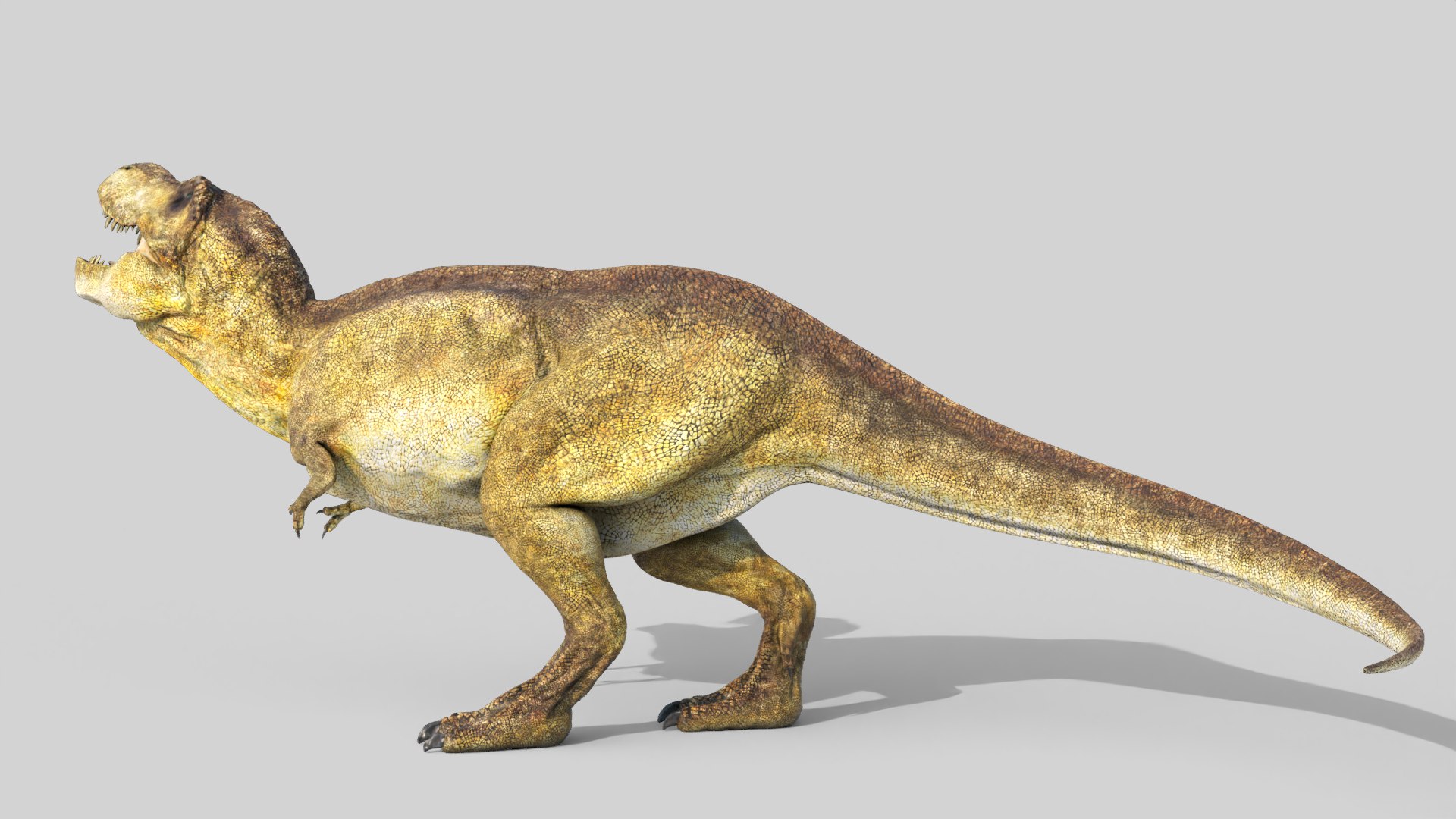 3D Tyrannosaurus Rex T-Rex Anatomically Accurate Model - TurboSquid 2392068