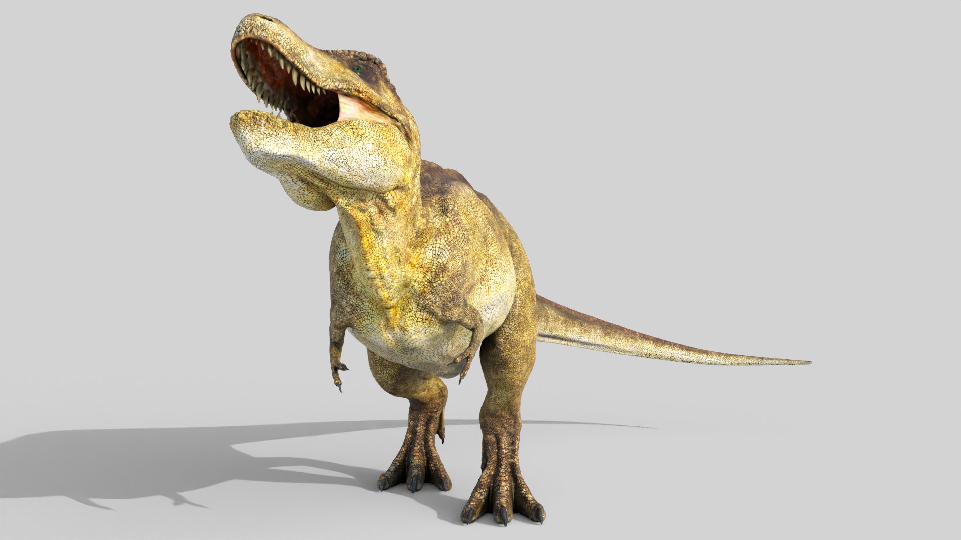 3D Tyrannosaurus Rex T-Rex Anatomically Accurate Model - TurboSquid 2392068