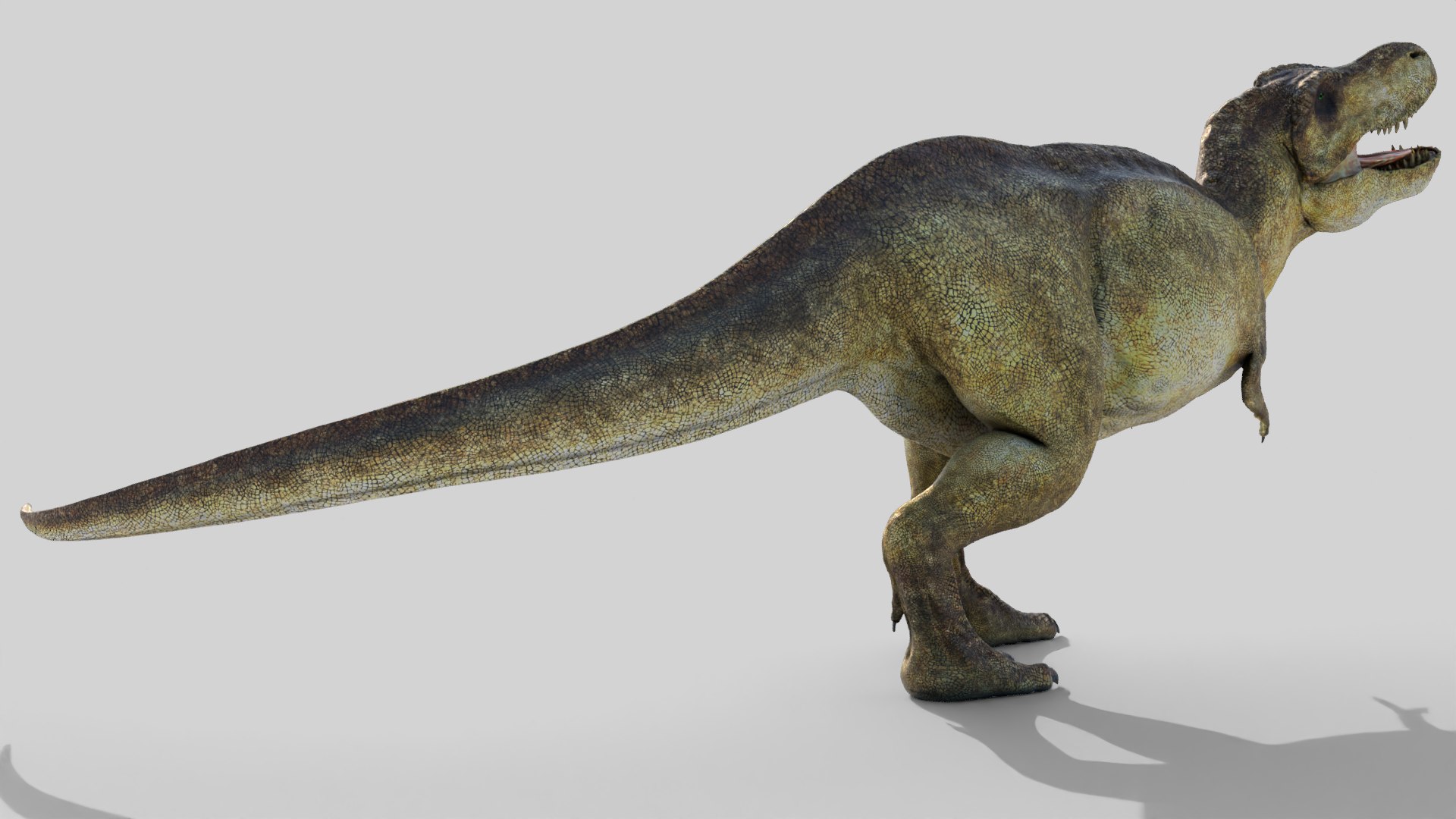 3D Tyrannosaurus Rex T-Rex Anatomically Accurate Model - TurboSquid 2392068