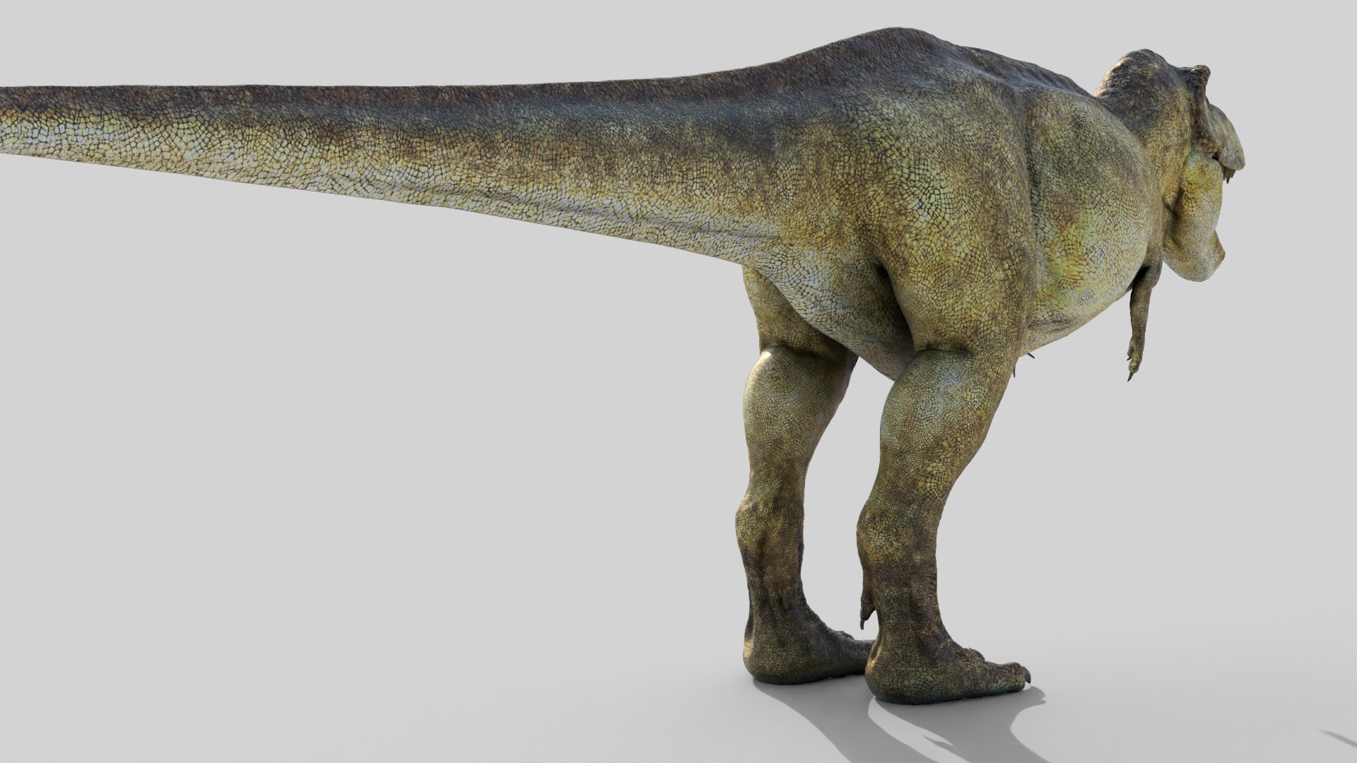 3D Tyrannosaurus Rex T-Rex Anatomically Accurate Model - TurboSquid 2392068