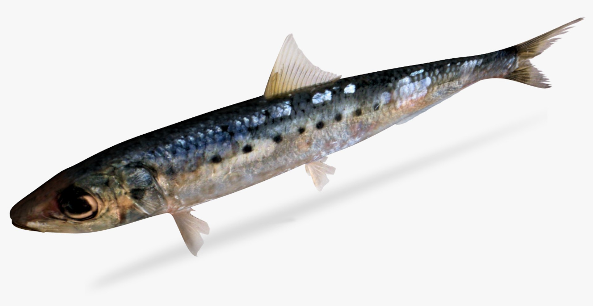 Pacific sardine 3D model - TurboSquid 1165935