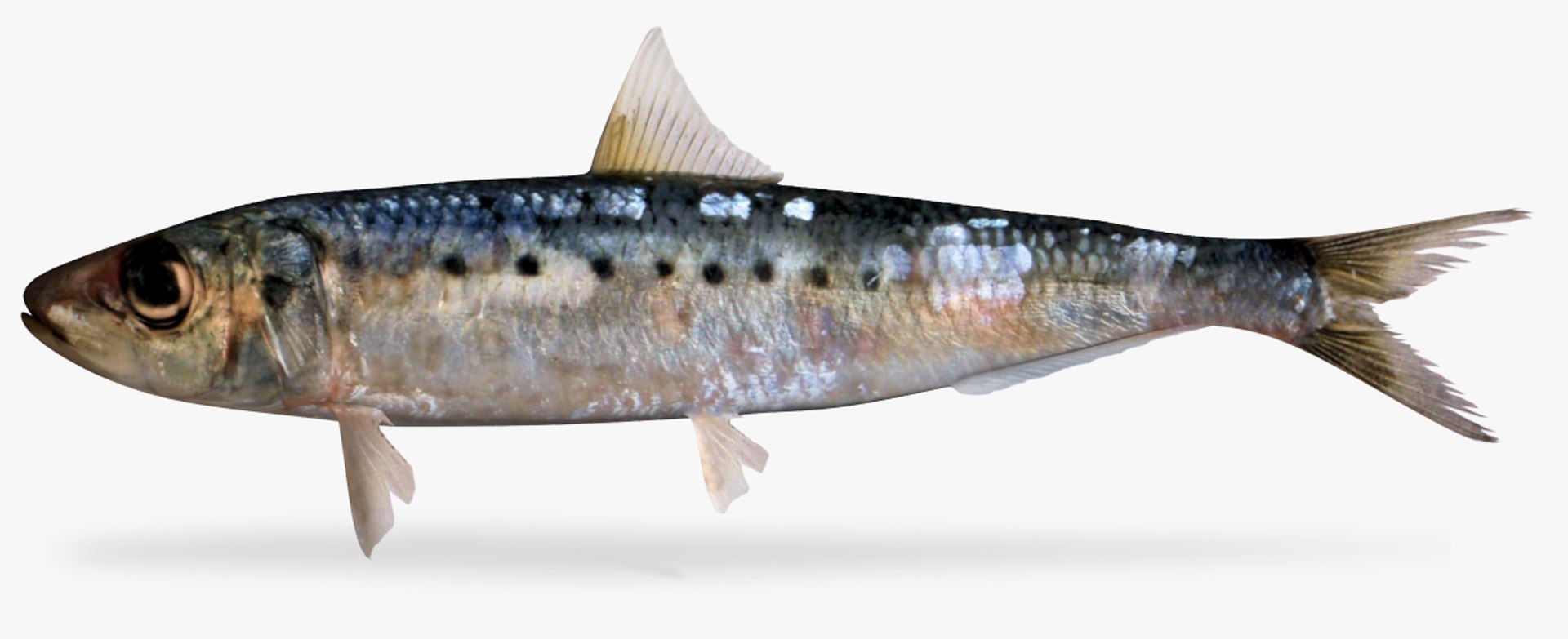 Pacific sardine 3D model - TurboSquid 1165935