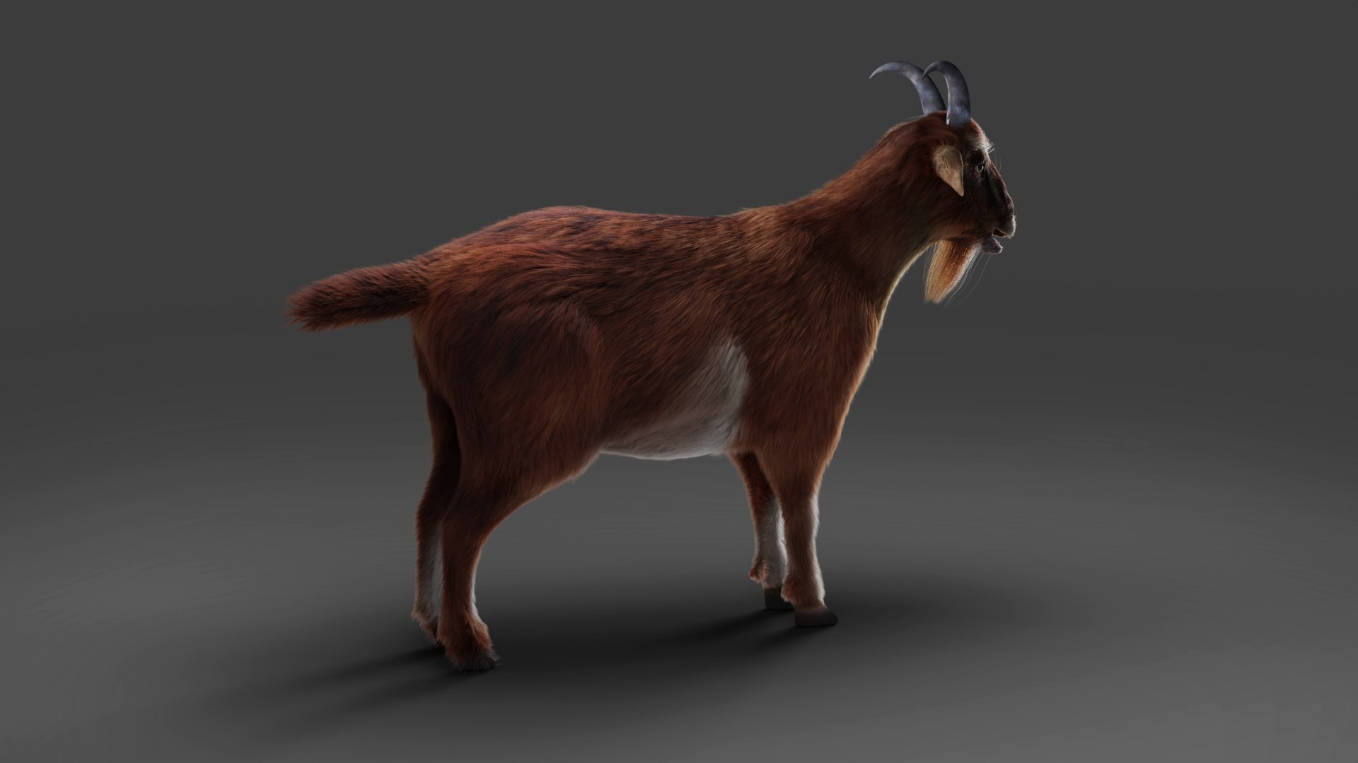 Fur Goat 04 Rigged In Blender 3D Model - TurboSquid 2006341