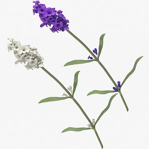 3D Lavender Models | TurboSquid