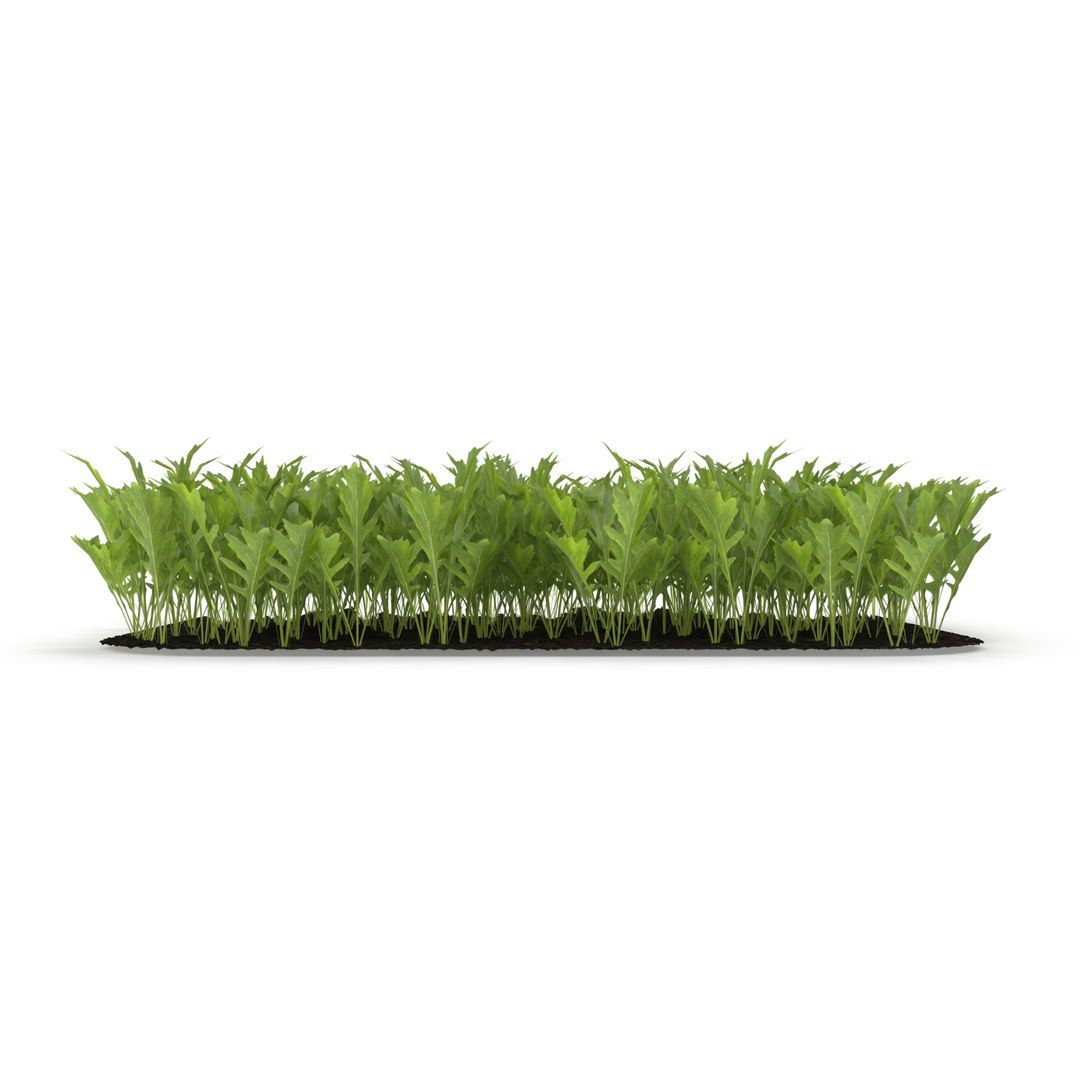 3D Arugula Garden Bed Model - TurboSquid 1515153