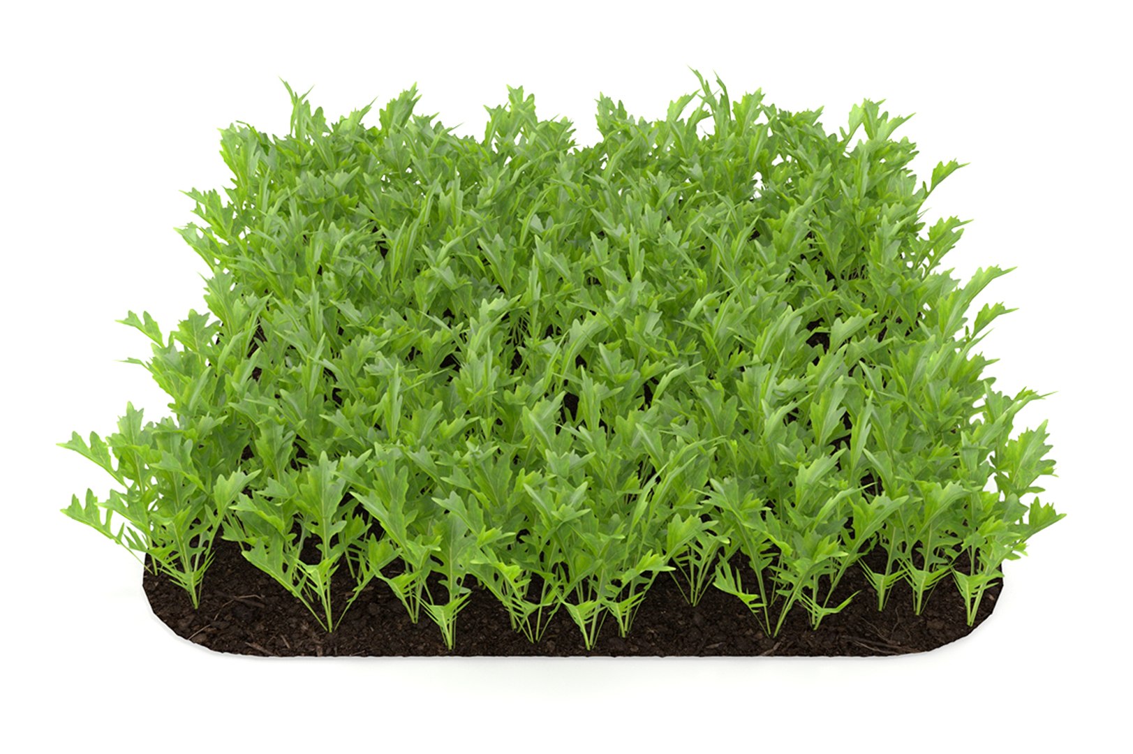 3D Arugula Garden Bed Model - TurboSquid 1515153