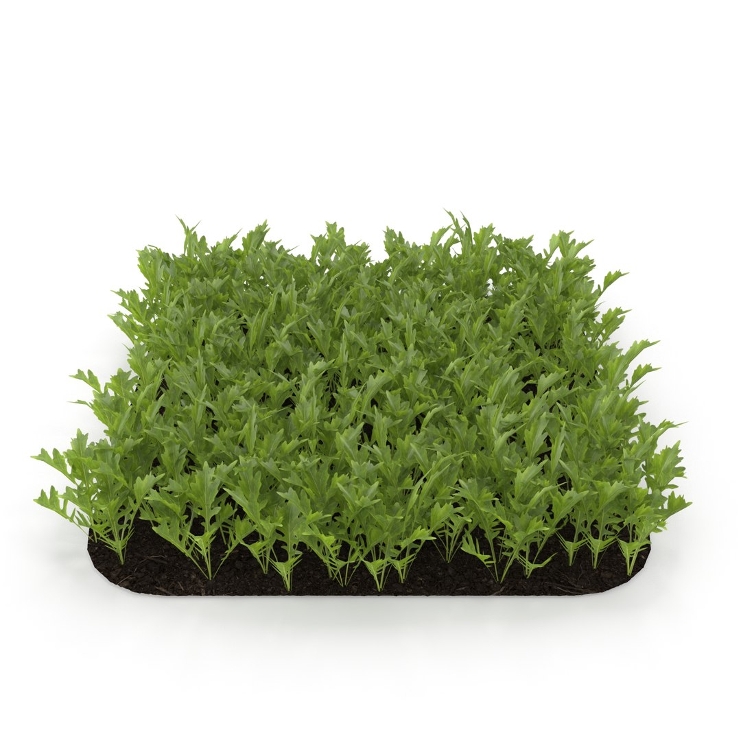 3D Arugula Garden Bed Model - TurboSquid 1515153