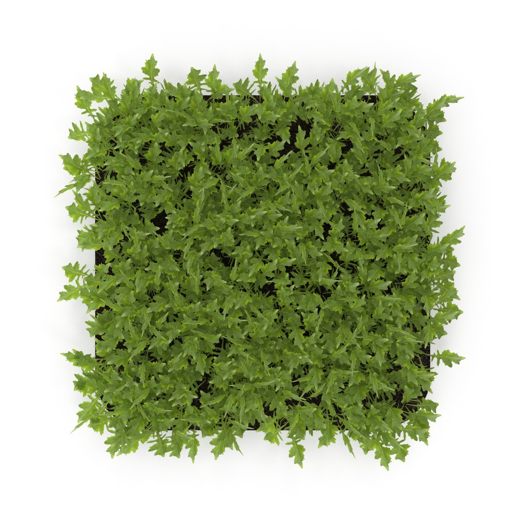 3D Arugula Garden Bed Model - TurboSquid 1515153