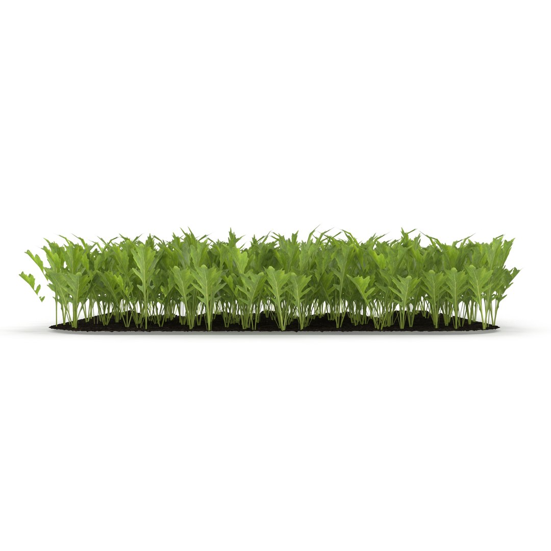 3D Arugula Garden Bed Model - TurboSquid 1515153