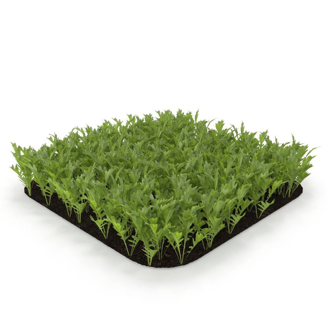 3D Arugula Garden Bed Model - TurboSquid 1515153