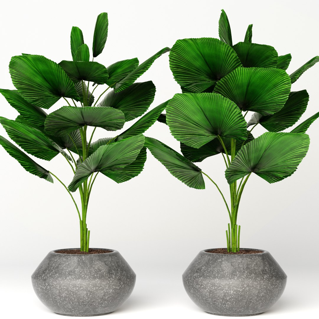 palm tree licuala orbicularis 3d max