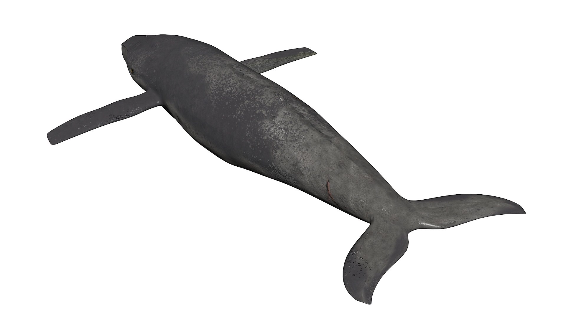Whale Model - TurboSquid 1876006