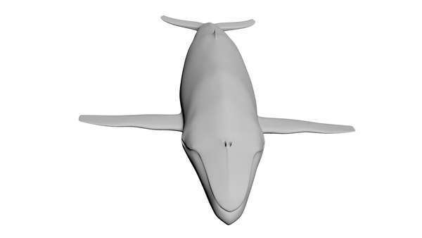 Whale model - TurboSquid 1876006