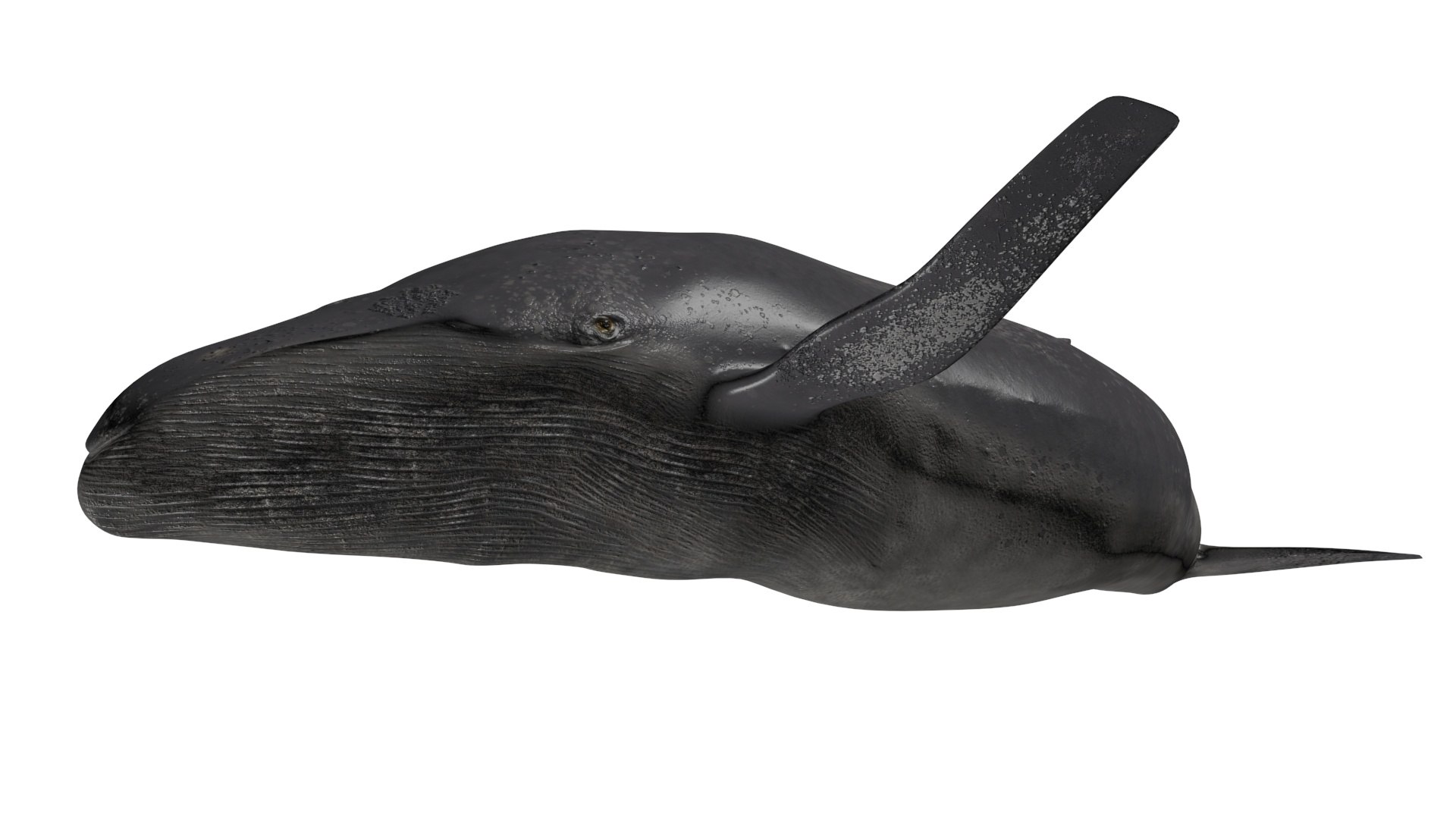Whale Model - TurboSquid 1876006