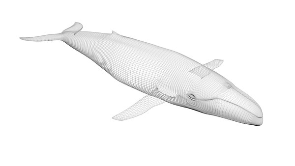 Whale model - TurboSquid 1876006