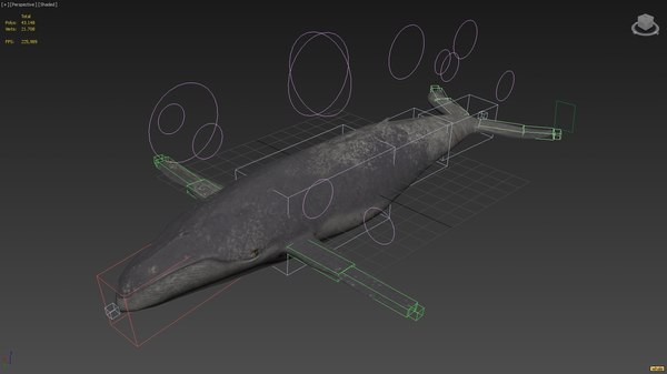 Whale model - TurboSquid 1876006