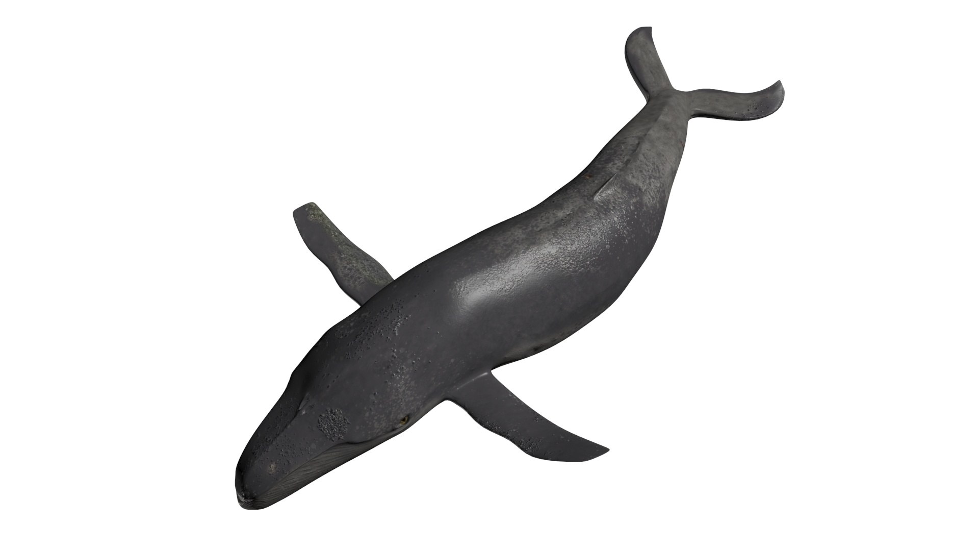 Whale Model - TurboSquid 1876006