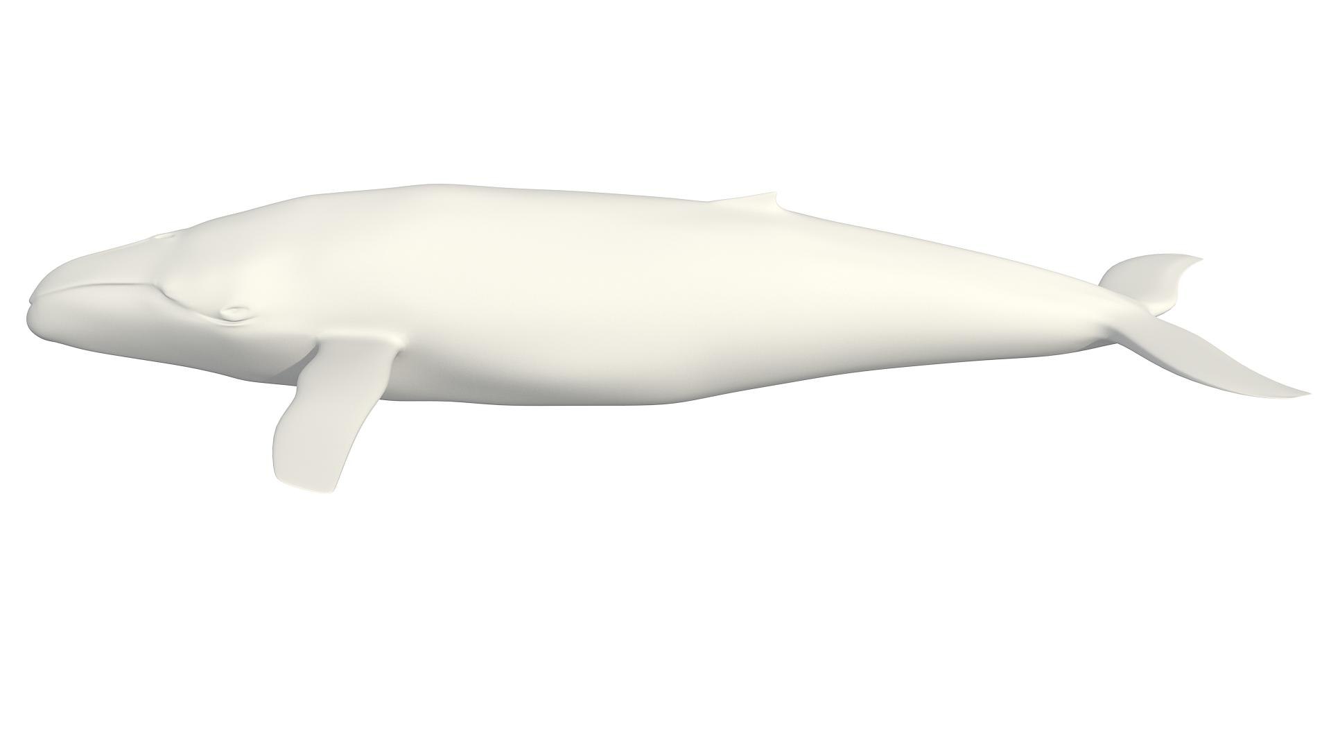 Whale Model - TurboSquid 1876006