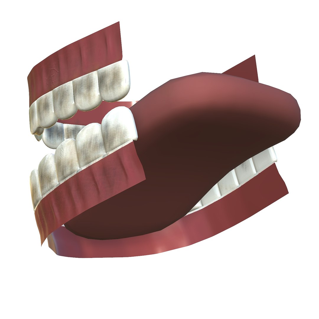 3D Model Teeth - Mouth Interior - TurboSquid 1655320