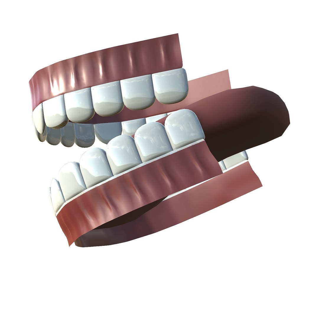 3D Model Teeth - Mouth Interior - TurboSquid 1655320