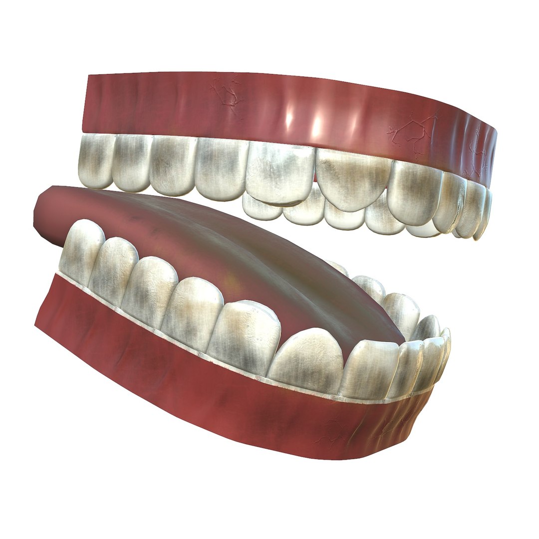 3D Model Teeth - Mouth Interior - TurboSquid 1655320