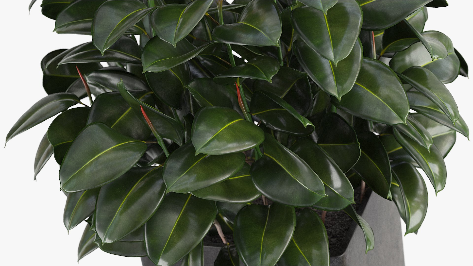 3D Model Ficus - TurboSquid 1509968