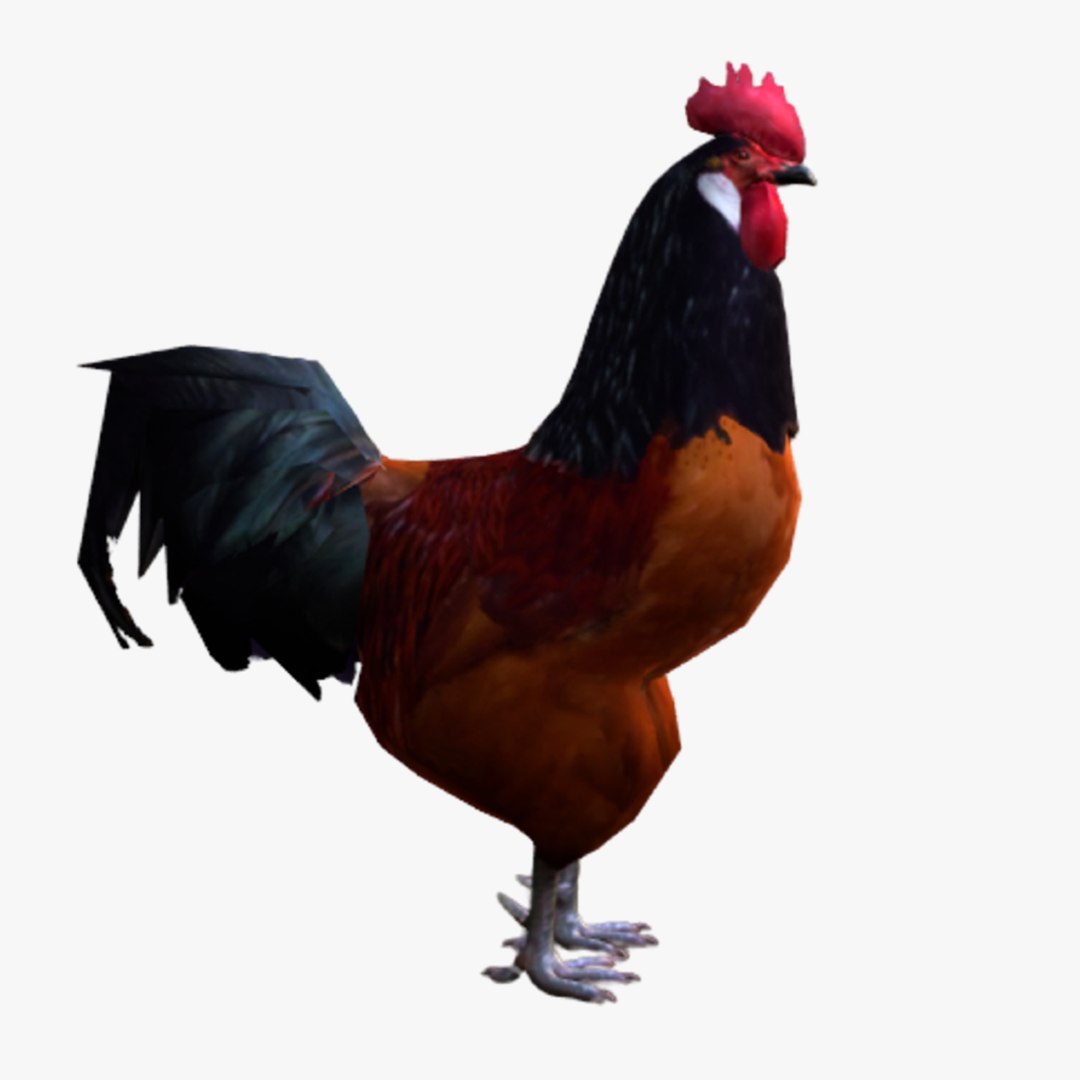 Rooster 3D model - TurboSquid 2069886