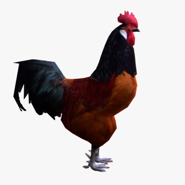 modelo 3d Rooster - TurboSquid 2069886