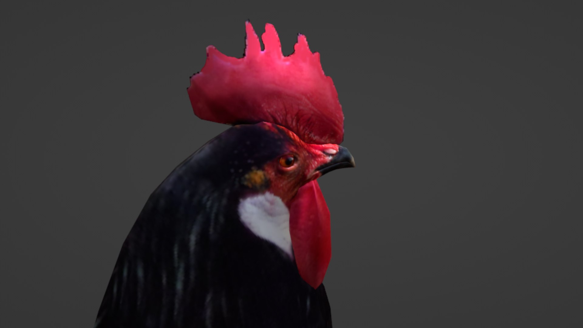 Rooster 3D Model - TurboSquid 2069886