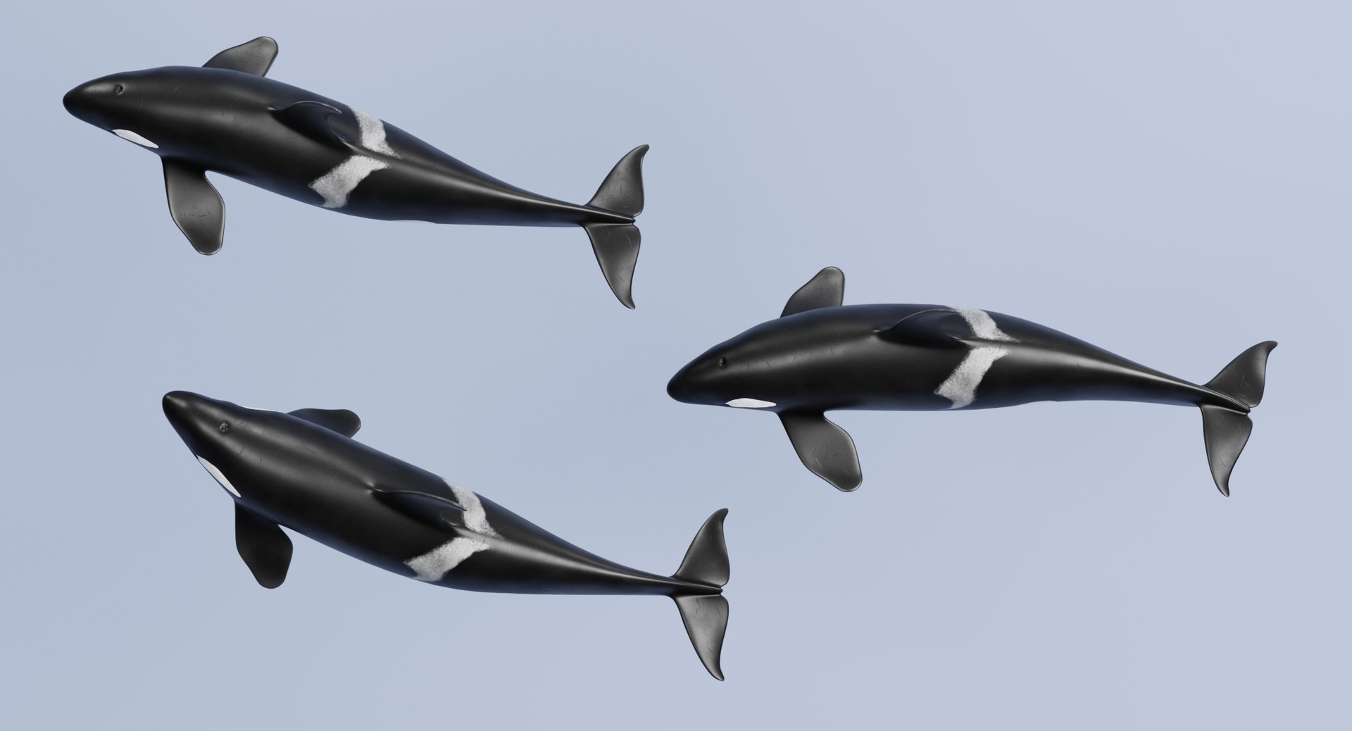 Killer Whale Rigged 3D Model - TurboSquid 1226635