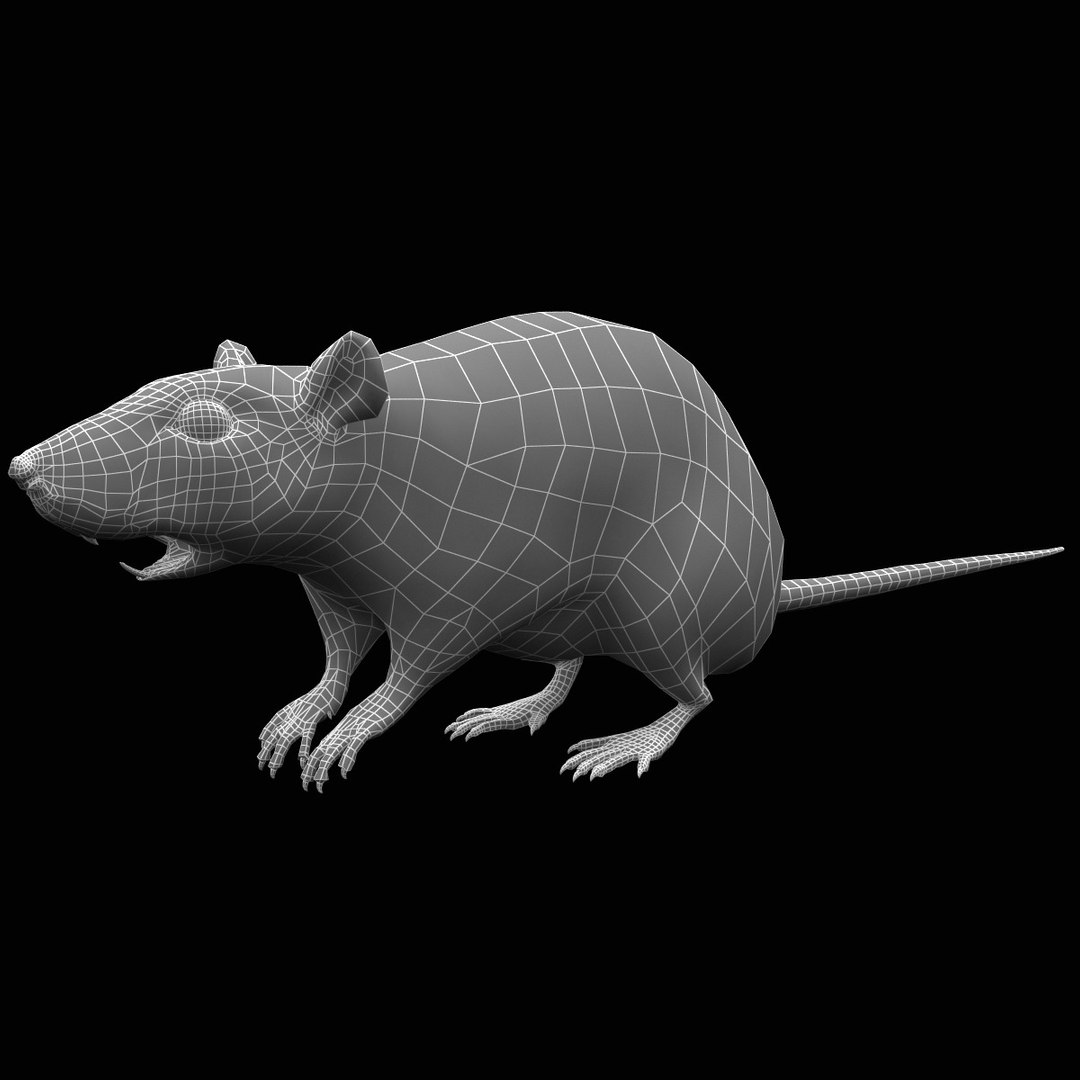 Rat Modelled 3d Model