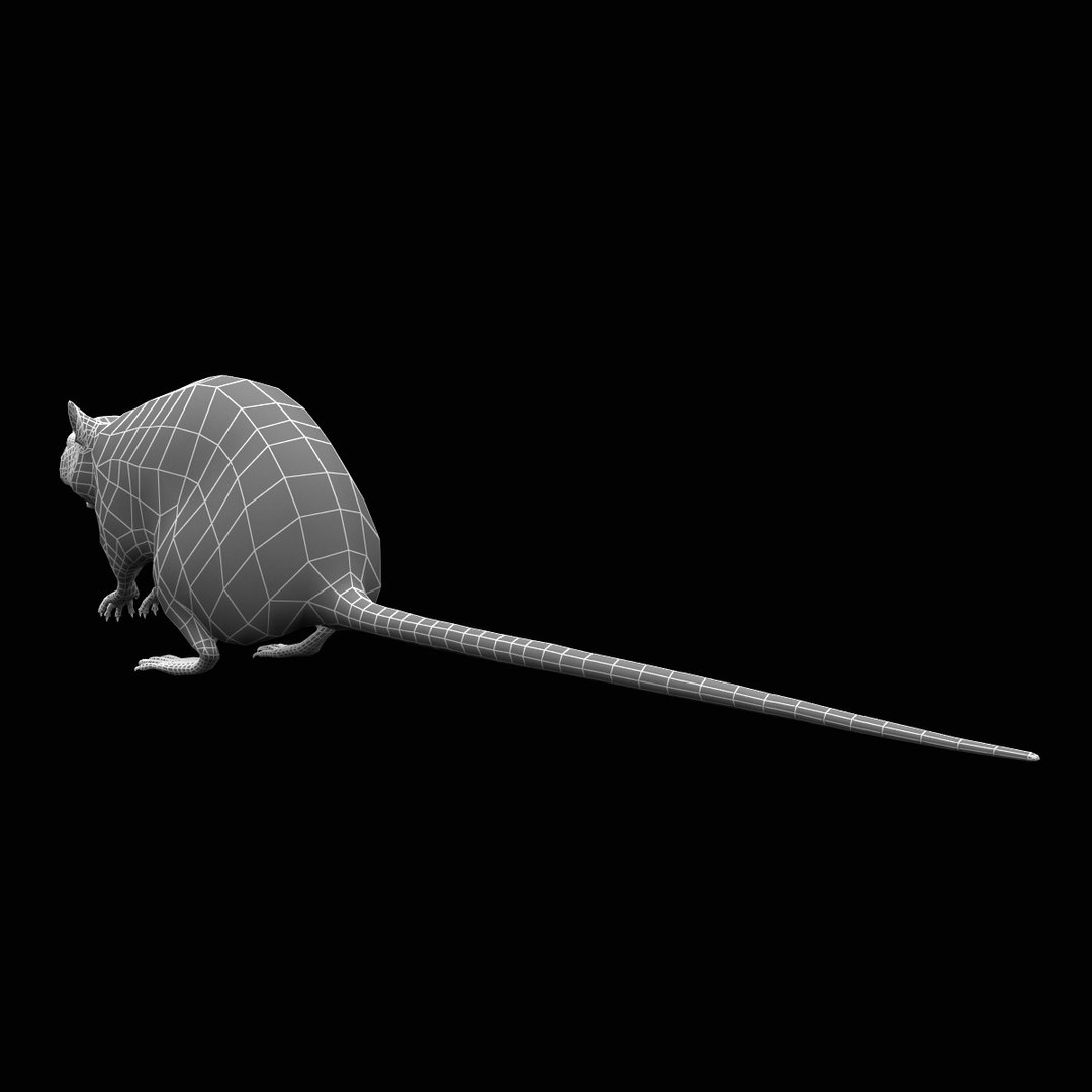 Rat Modelled 3d Model
