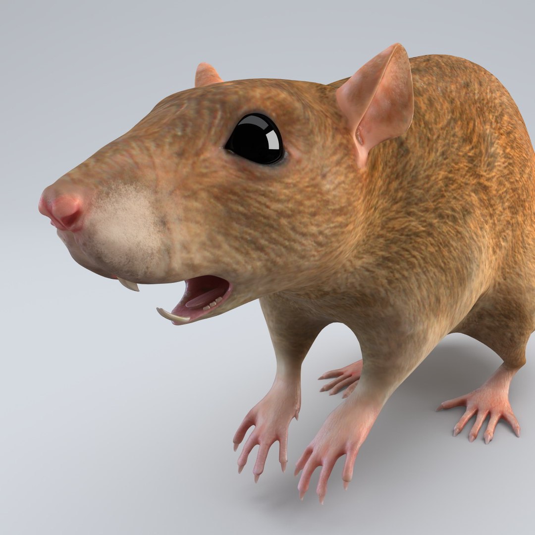 Rat Modelled 3d Model