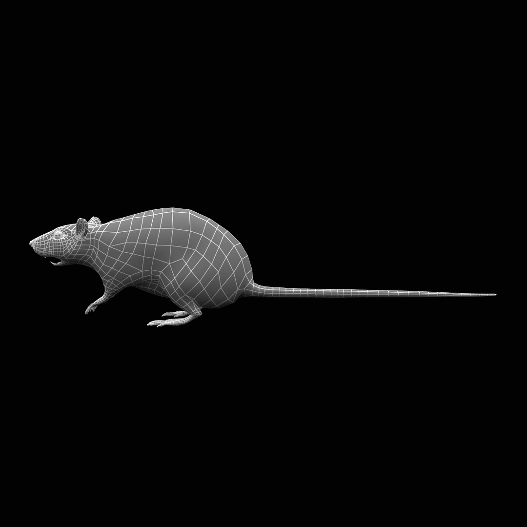 Rat Modelled 3d Model