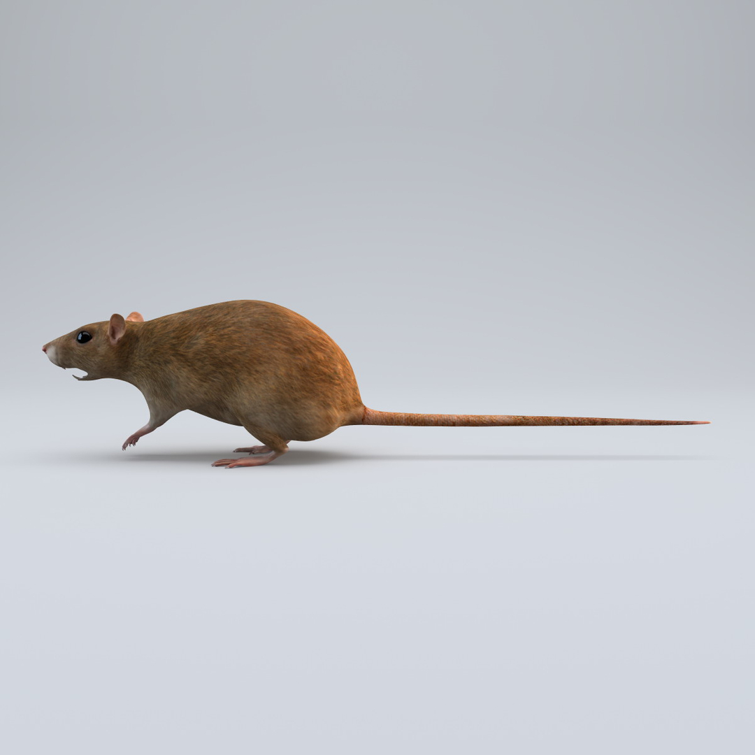 Rat Modelled 3d Model