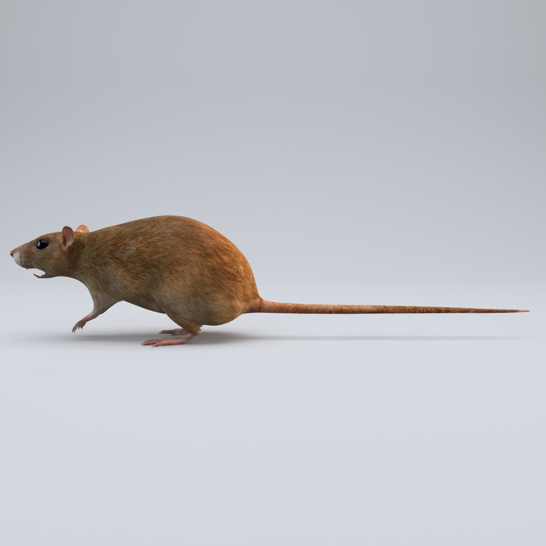 Rat Modelled 3d Model