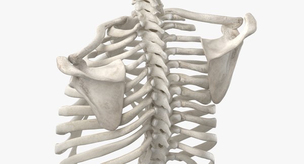 Real human rib cage 3D model - TurboSquid 1639935