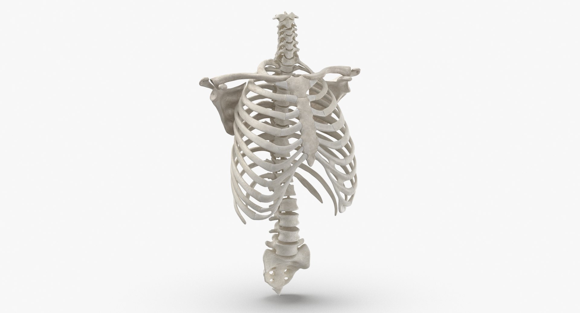 3d ribs