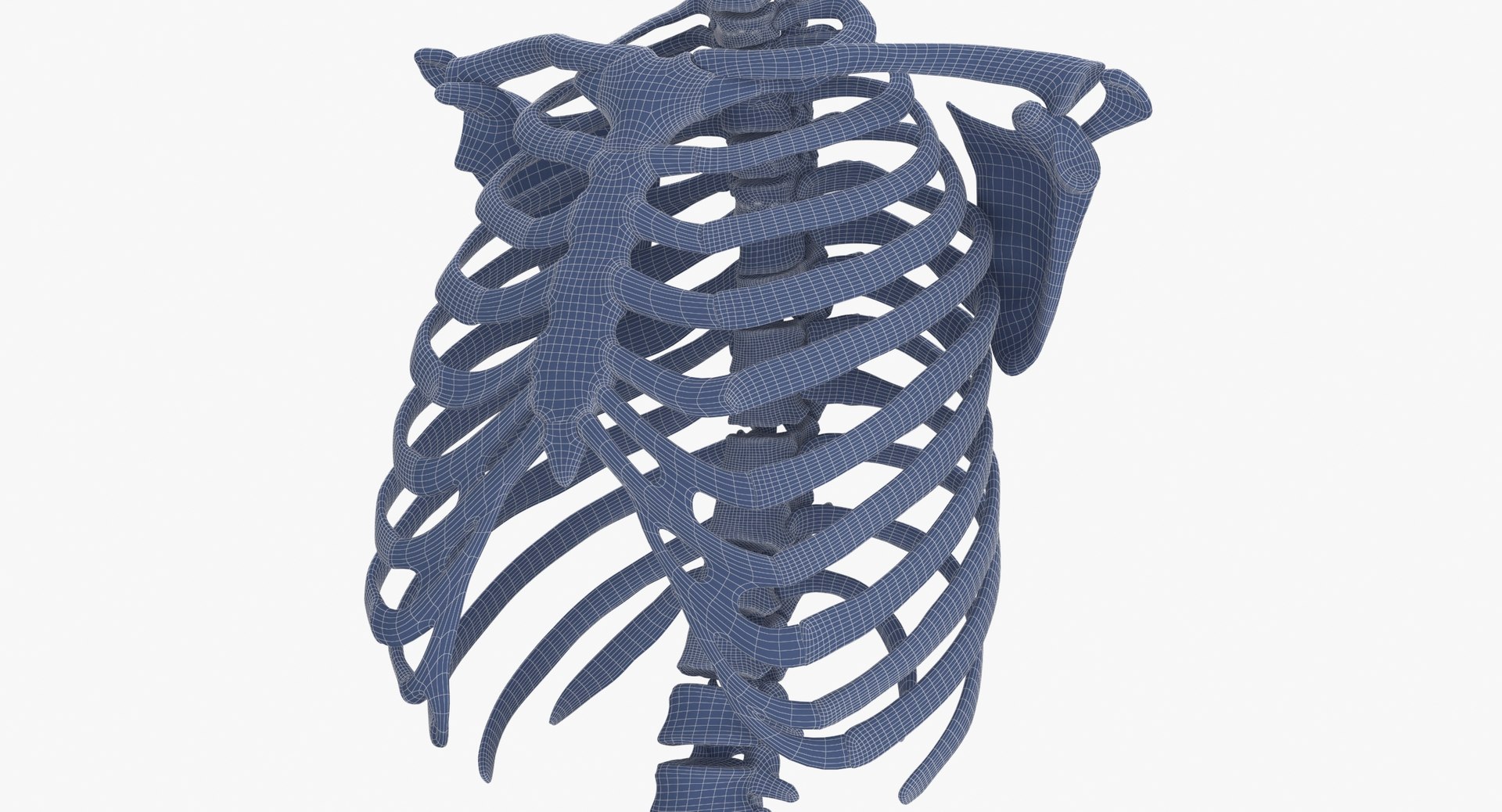 Real human rib cage 3D model - TurboSquid 1639935