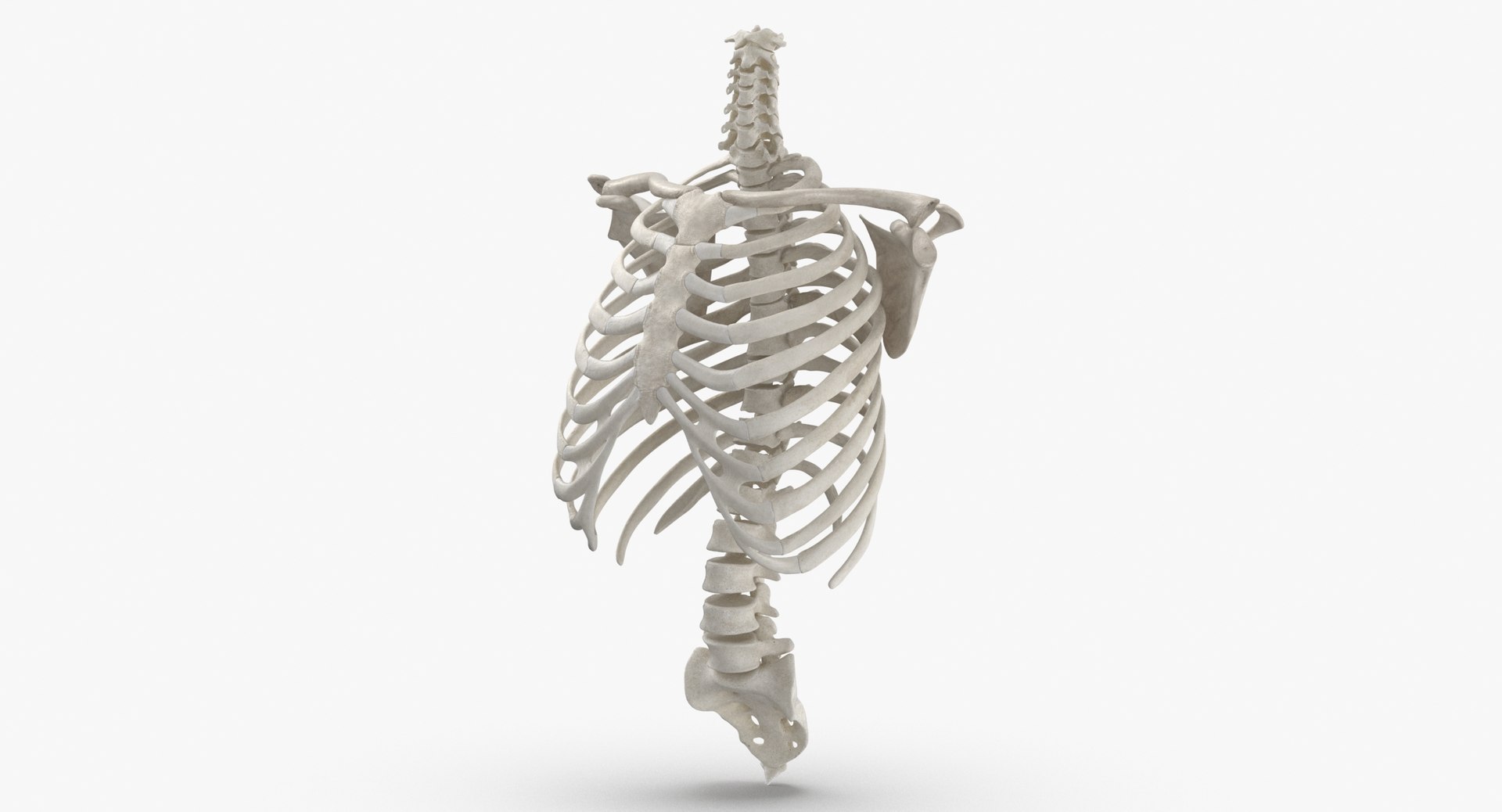 Real human rib cage 3D model - TurboSquid 1639935