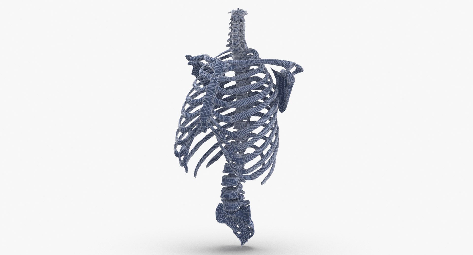 Real human rib cage 3D model - TurboSquid 1639935