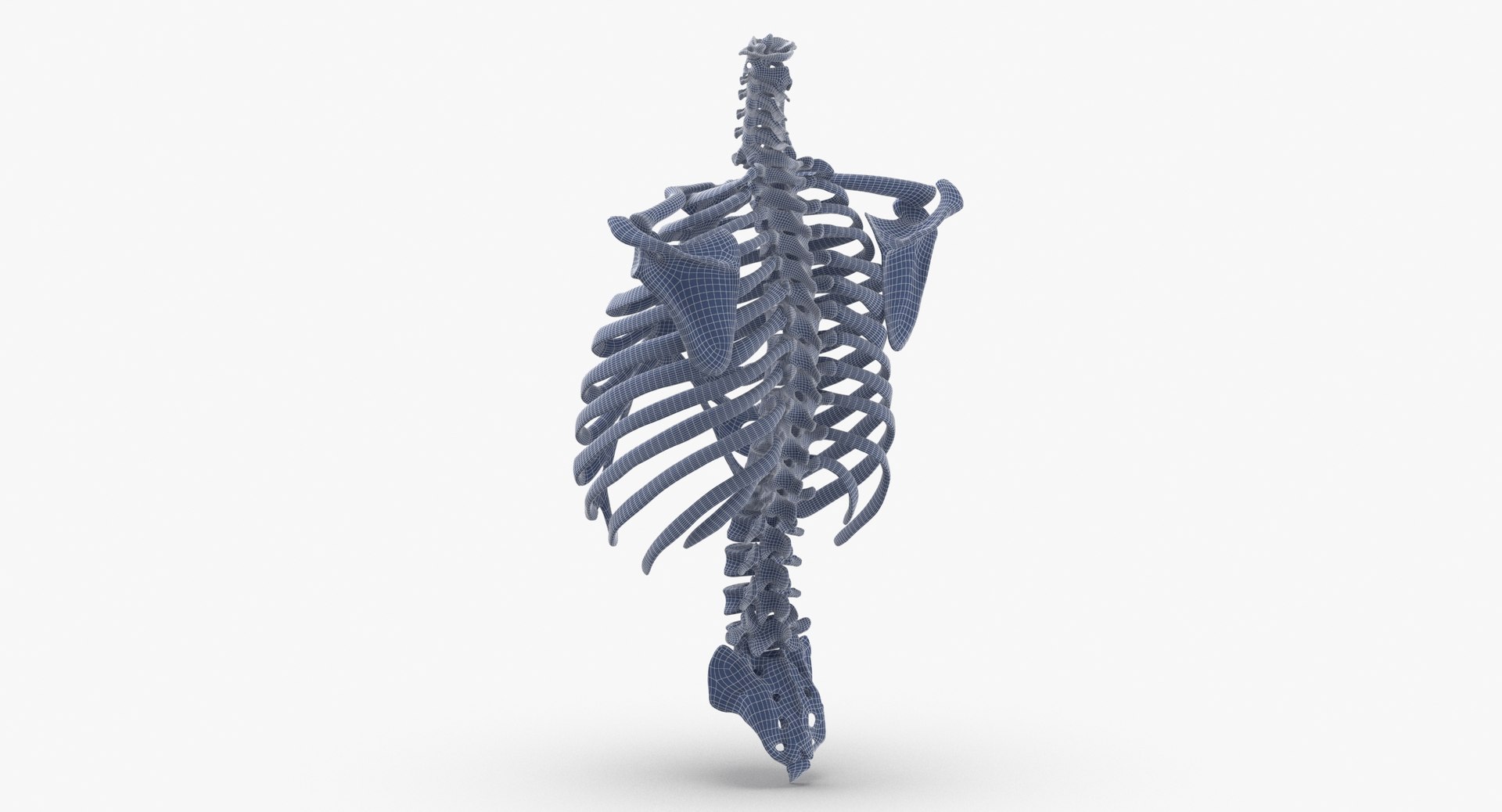 Real human rib cage 3D model - TurboSquid 1639935