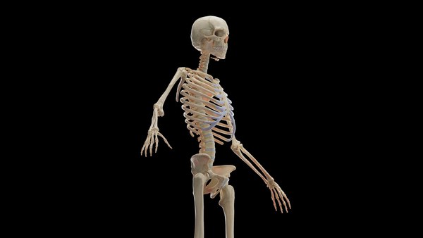 Human Male Body Skeleton and Ligaments Static 3D 모델 - TurboSquid 2054008