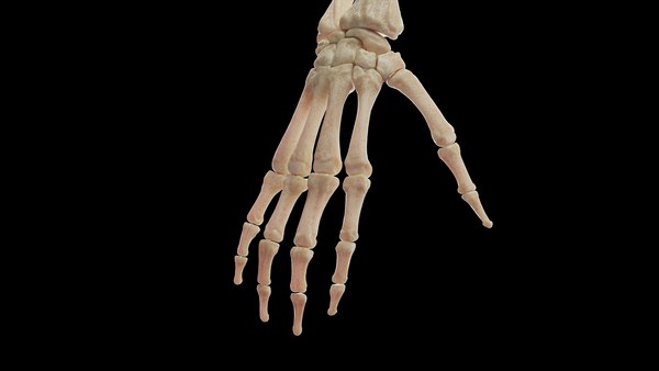 3D модель Human Male Body Skeleton and Ligaments Static - TurboSquid ...