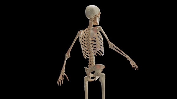 modèle 3D de Squelette du corps humain masculin et ligaments statiques ...